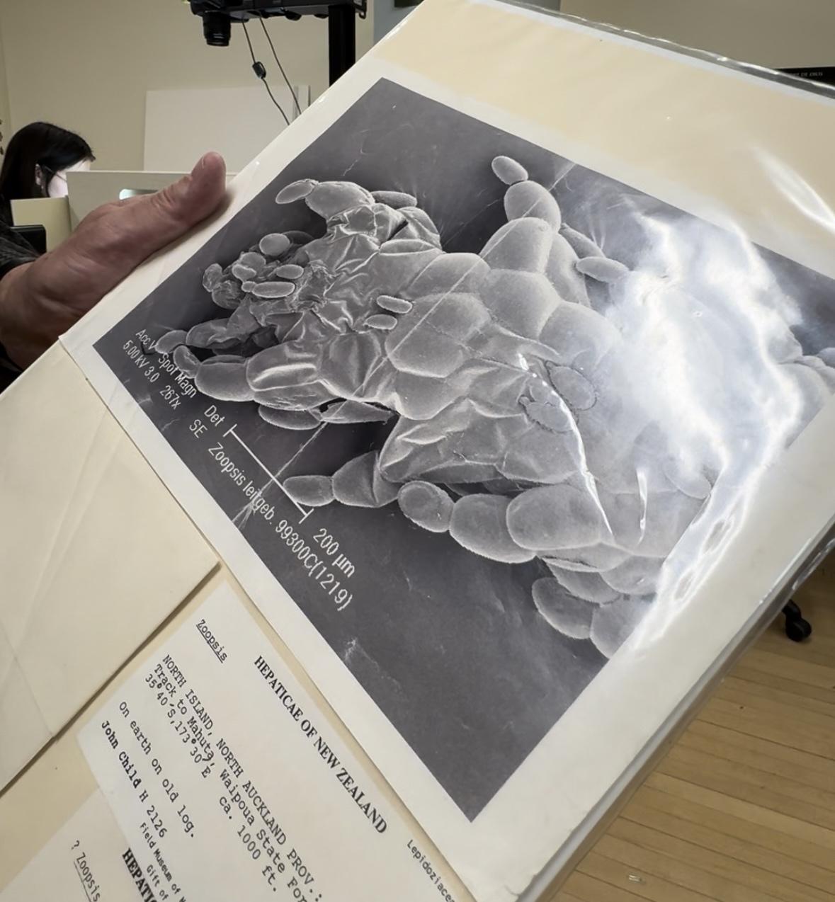 CSI: Moss Edition. Field Museum Researchers Say This Basic Plant Is a ...