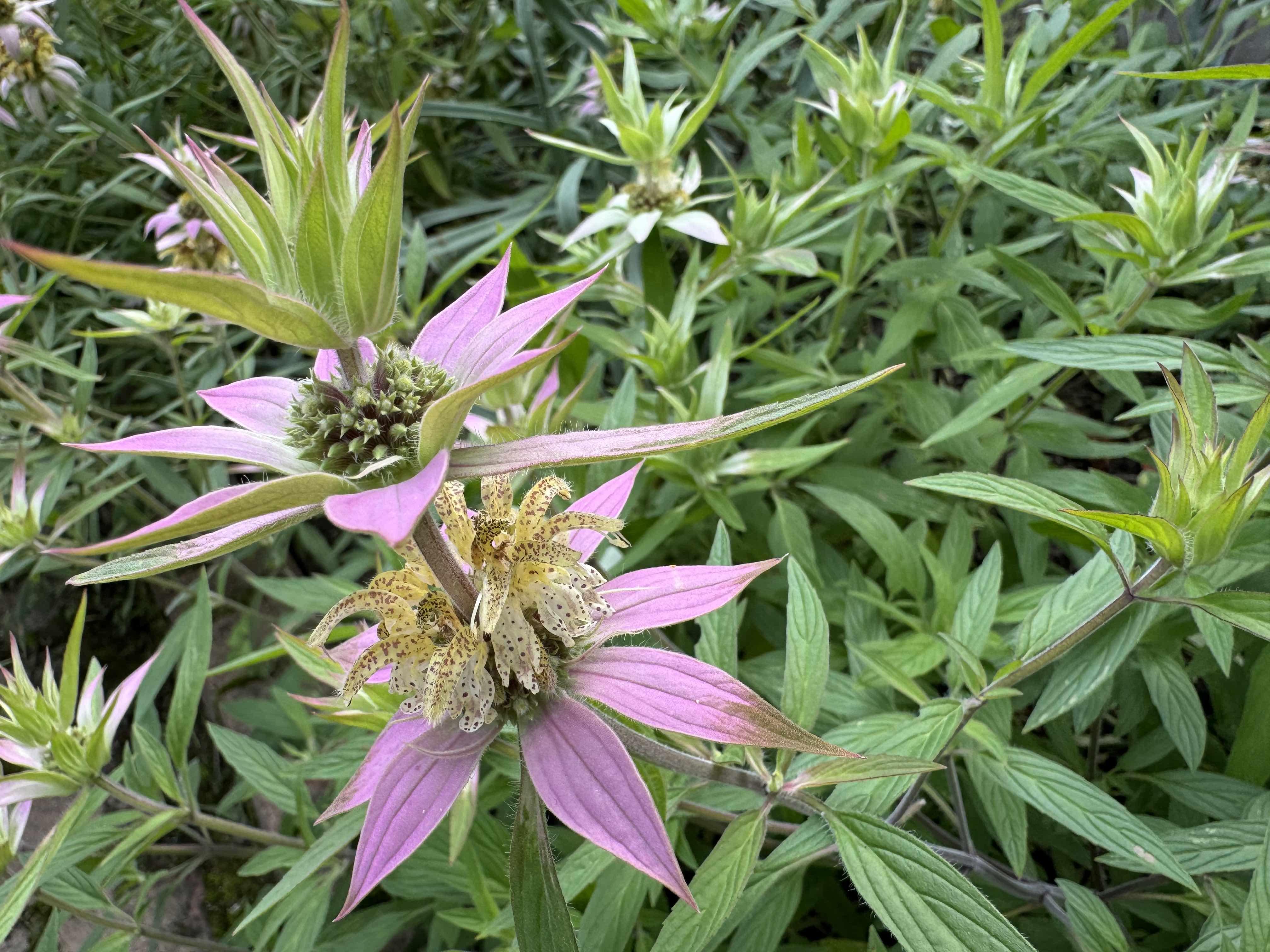 Prairie in a Pot: Chicago Plant Scientist Tackles Challenge of Native ...