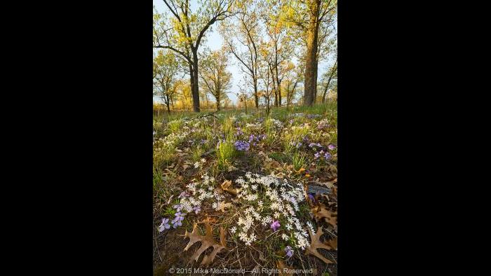 Where and When to See the Best Chicago-Area Wildflowers | Chicago News ...