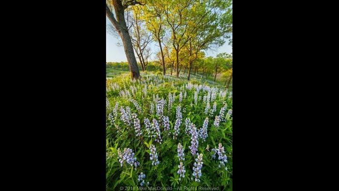 Where and When to See the Best Chicago-Area Wildflowers | Chicago News ...
