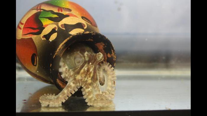 Octopus Genome Reveals Sea Creature's Secrets | Chicago News | WTTW