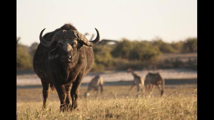 From Elite Soldier to Anti-Poaching Crusader | Chicago News | WTTW