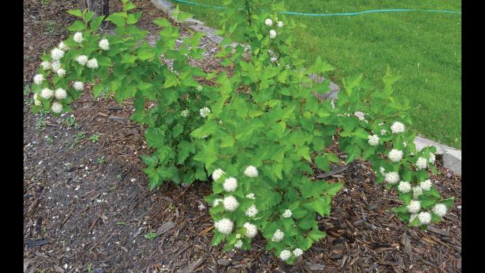 New Guide Helps Identify Native Trees, Shrubs for Your Garden | Chicago ...