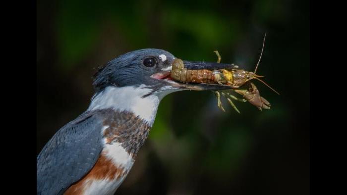 Globetrotting Hikers Learn to Love Chicago Nature During the Pandemic ...