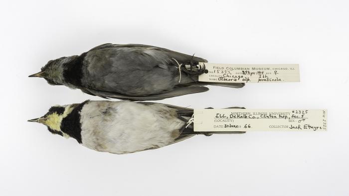 Study: Soot on Birds Tracks Decades of Urban Air Pollution | Chicago ...